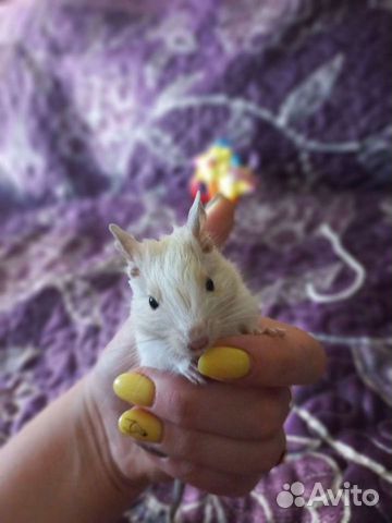 Бельчата дегу