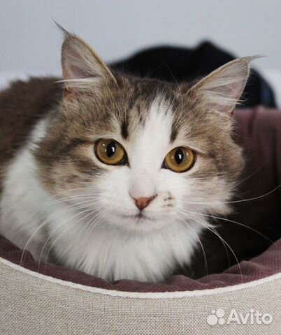 Кошечка Фаня ищет дом