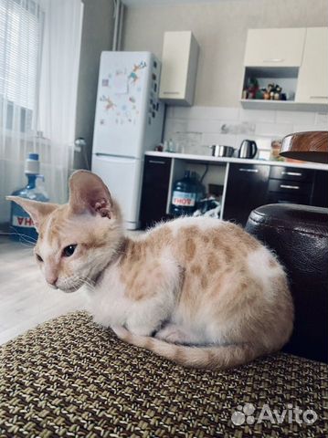 Сфинкс браш