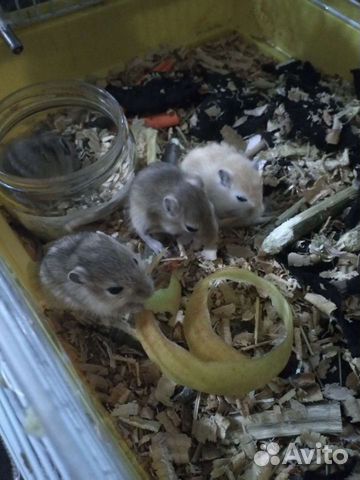 Монгольская песчанка