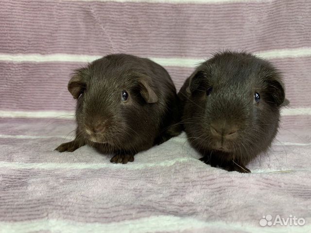 Морские свинки шоколадки милки