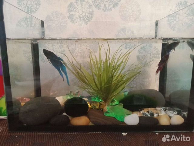 Аквариум 5л прямоугольный с петушками