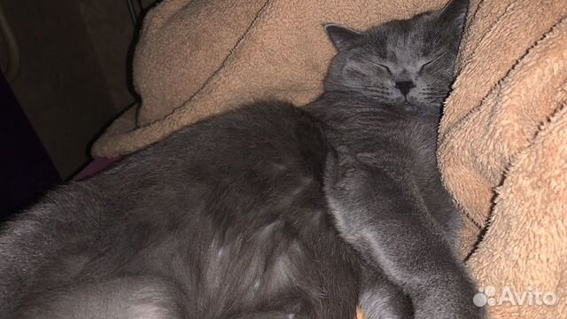Кошка