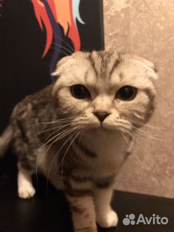 Шотландская вислоухая кошка (не стерилизована)