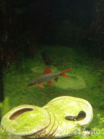 Лабео рыбка