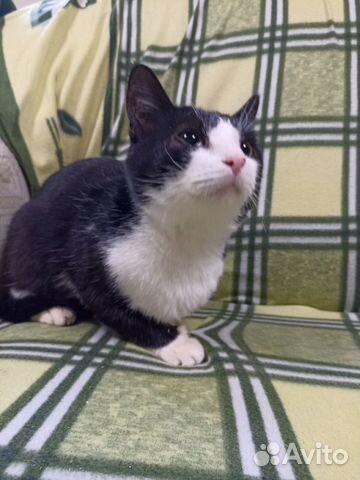 Молодые котики Бим и Макс