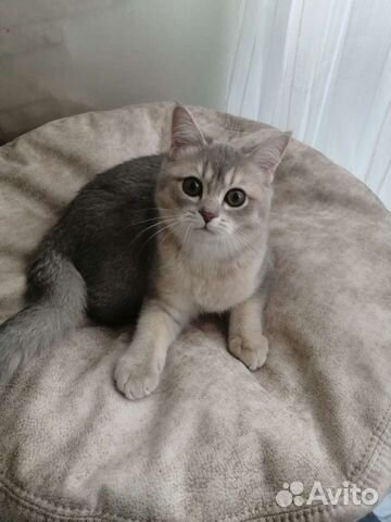 Шотландский мальчик Боня