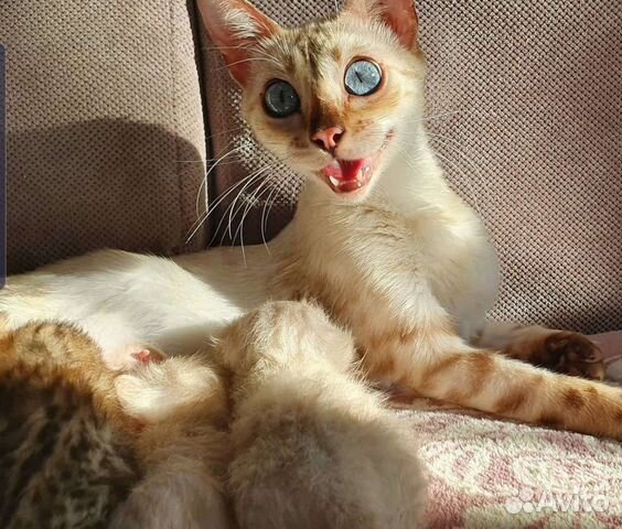 Бенгальская кошка