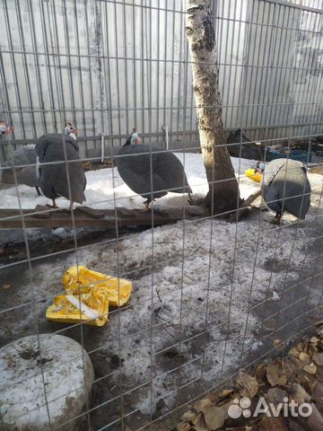 Цесарки 8 месяцев