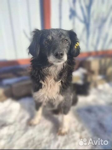 Пожилая маленькая собачка ищет дом