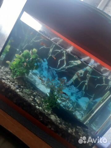 Аквариум