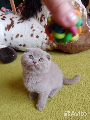 Шотландская вислоухая