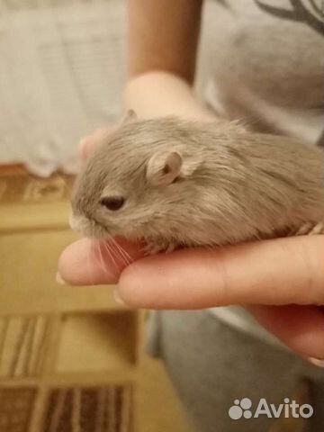 Песчанка