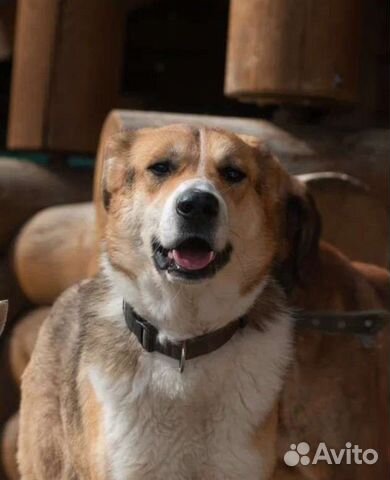 Весёлый Лучик в поисках хозяина