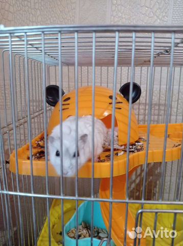 Джунгарский хомяк бесплатно