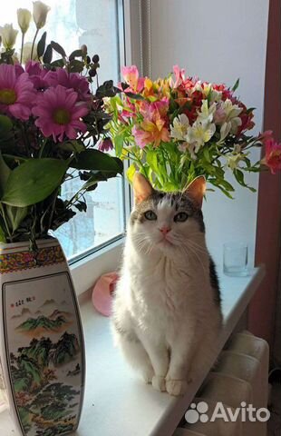 Кошка Цветочек ищет дом