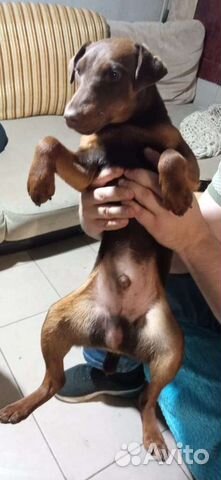 Вязка ягдтерьера