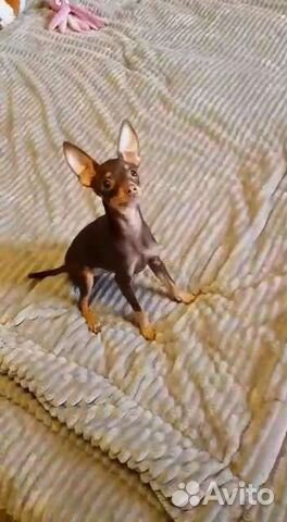 Пончик в поисках новой семьи