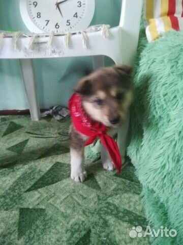 Собаки щенки