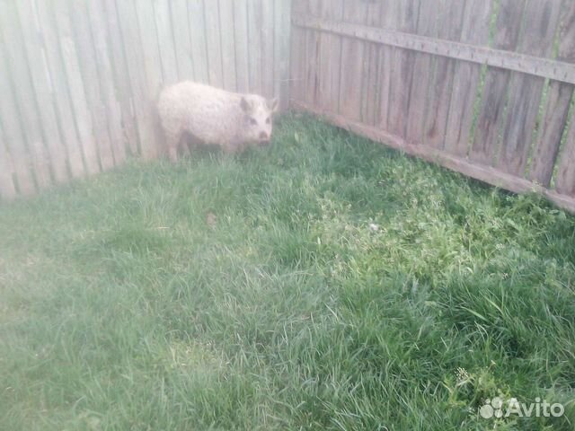 Поросята мангалица