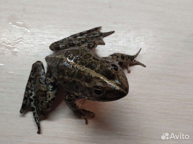 Озёрная лягушка