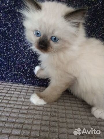 Малышка рэгдолл