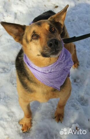 Очень грустит в приюте без хозяина Варяг