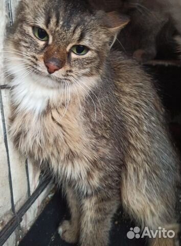 Кошечка