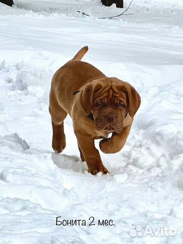 Щенки бордоского дога девочки