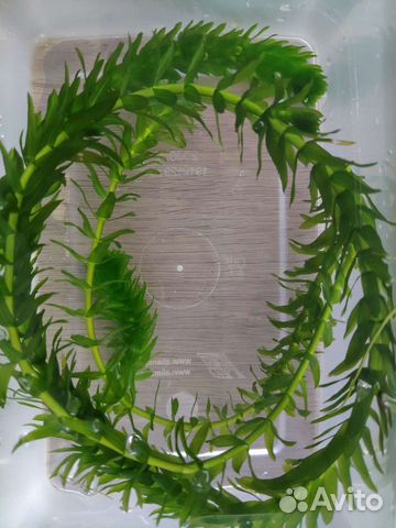 Водоросли для аквариума