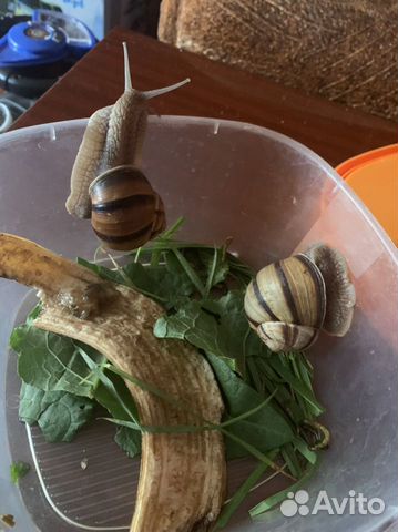 Продам пару улиток