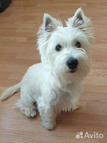 Двухлетний вестик ищет заботливых хозяев