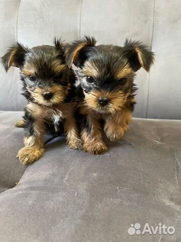 Йоркширский терьер