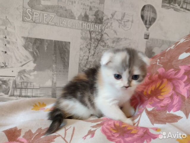 Солнечные котята