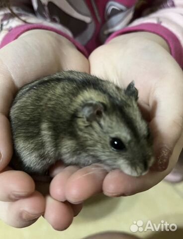 Джунгарский хомяк