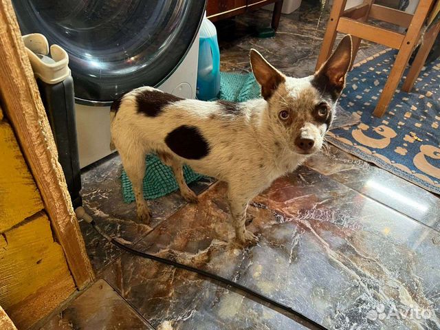 Собака метис чихуахуа 1,3 года