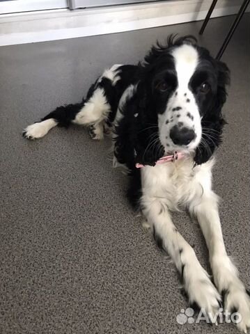 Спаниель в добрые руки