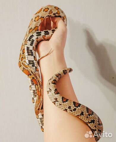 Маисовый полоз