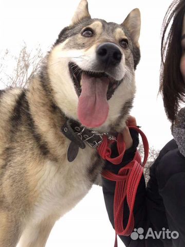 Красавица Ласка ищет ответственных хозяев