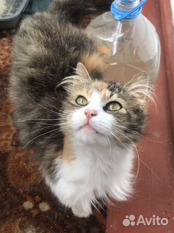 Стерилизованная молодая кошечка трехцветка