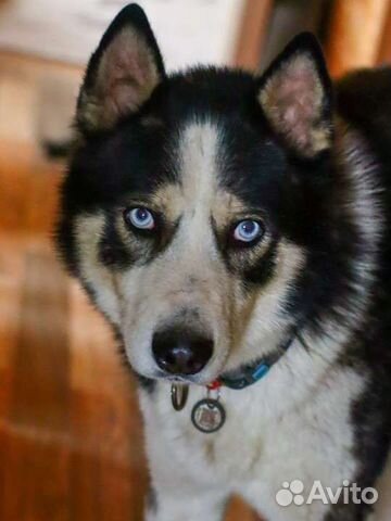 Сибирский хаски