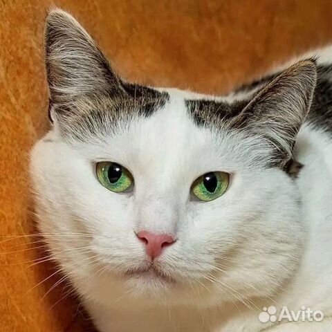 Не кошка, а булочка Мусена