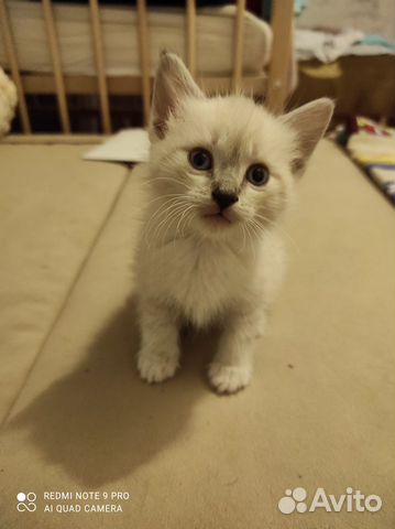 Котенок в ответственные руки