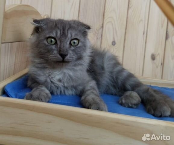 Кошки в добрые руки породистые