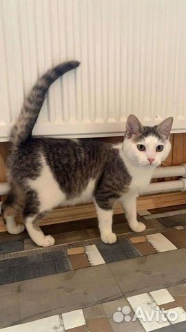 Котёнка выбросили в коробке, замотанной скотчем