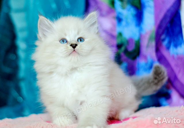 Очень красивый котёнок