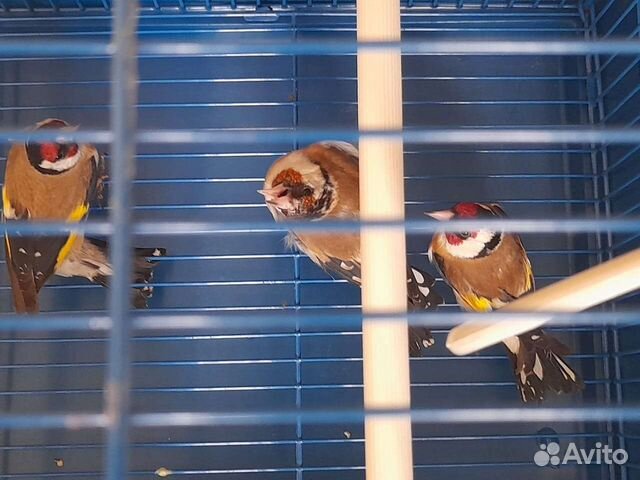 Щегли, самец и самка