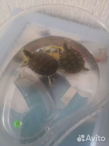 Красноухая черепаха маленькая