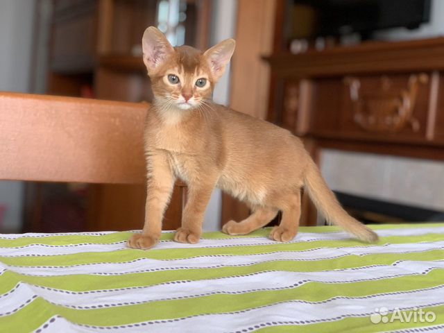 Котята абиссинские. Готовы к переезду