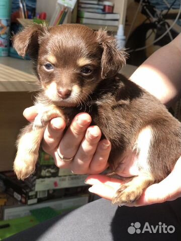 Той-терьер длинношестный малыш